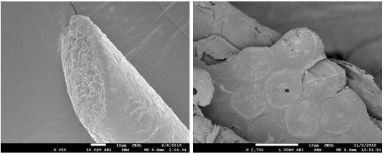 Scanning Electron Microscope Image Database